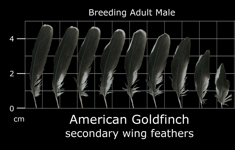 The Feather Atlas - Feather Identification and Scans - U.S. Fish and ...