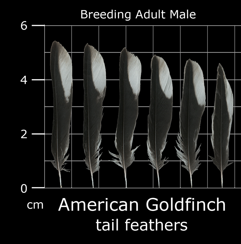 The Feather Atlas - Feather Identification and Scans - U.S. Fish and ...