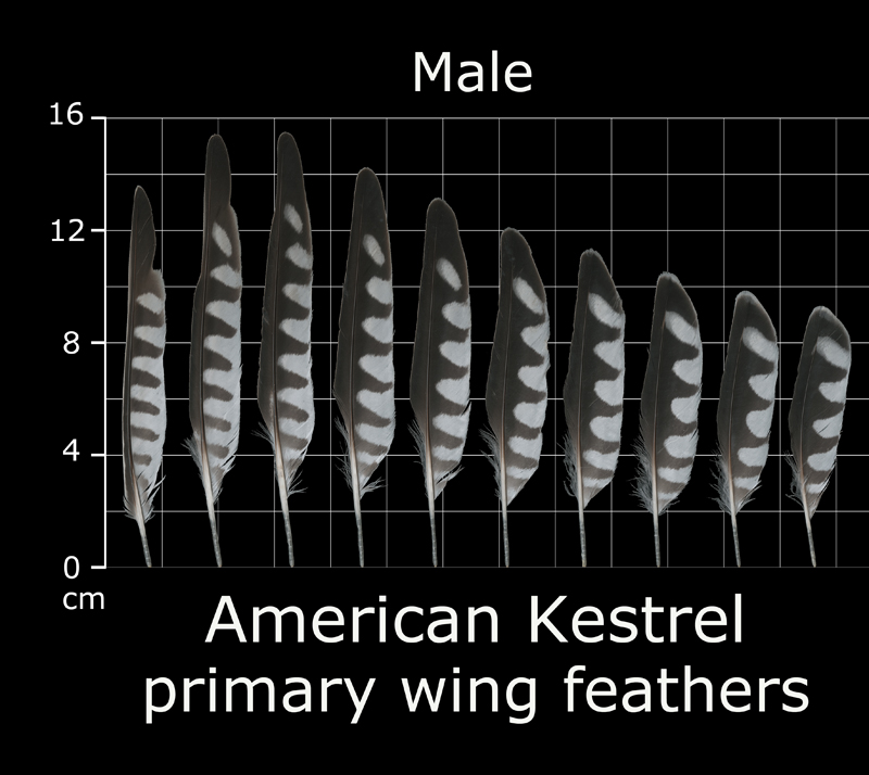 The Feather Atlas - Feather Identification and Scans - U.S. Fish and ...