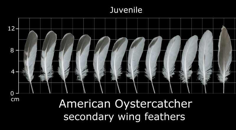The Feather Atlas - Feather Identification and Scans - U.S. Fish and ...