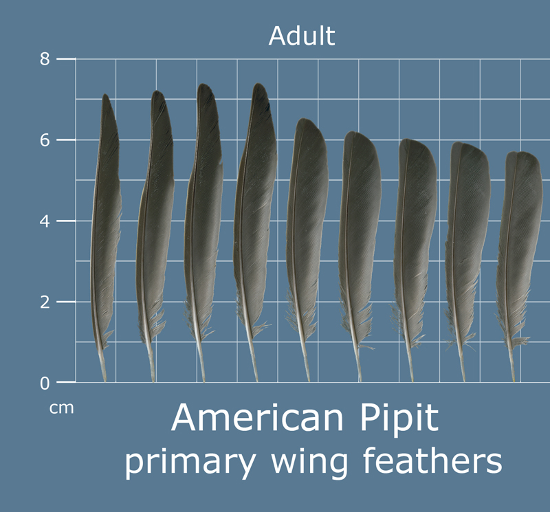 The Feather Atlas - Feather Identification and Scans - U.S. Fish and ...