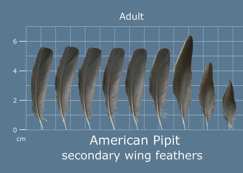 The Feather Atlas - Feather Identification and Scans - U.S. Fish and ...