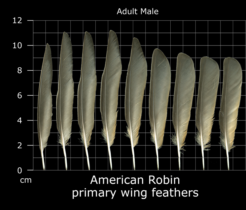 Feather identification help. - The ZT2 Round Table