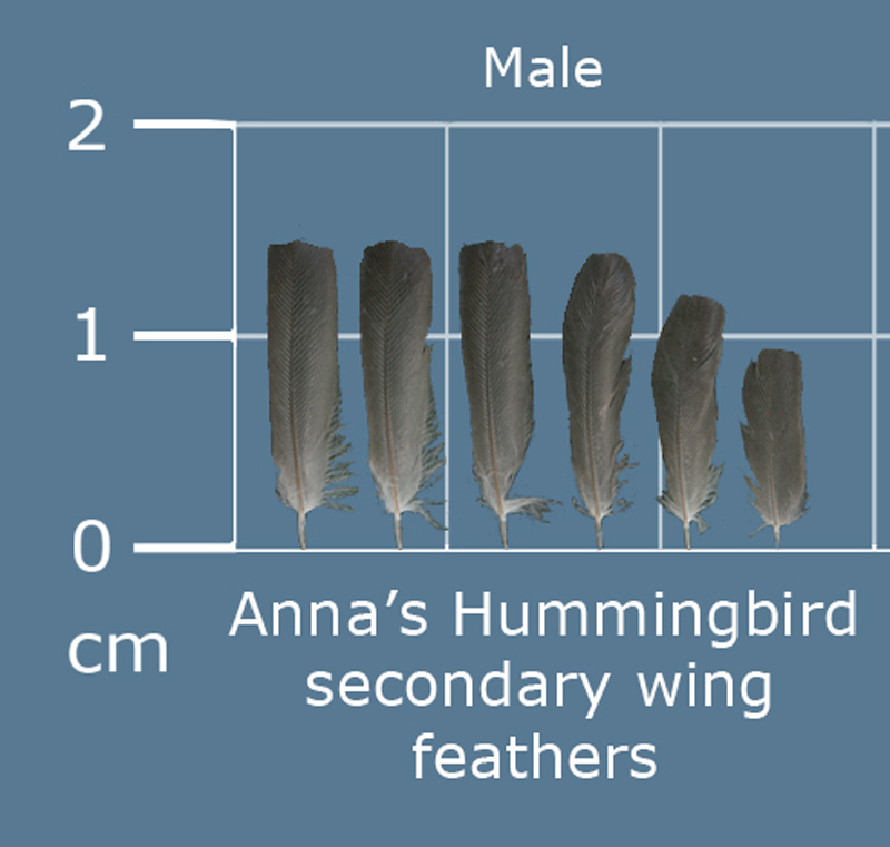 The Feather Atlas - Feather Identification and Scans - U.S. Fish and ...