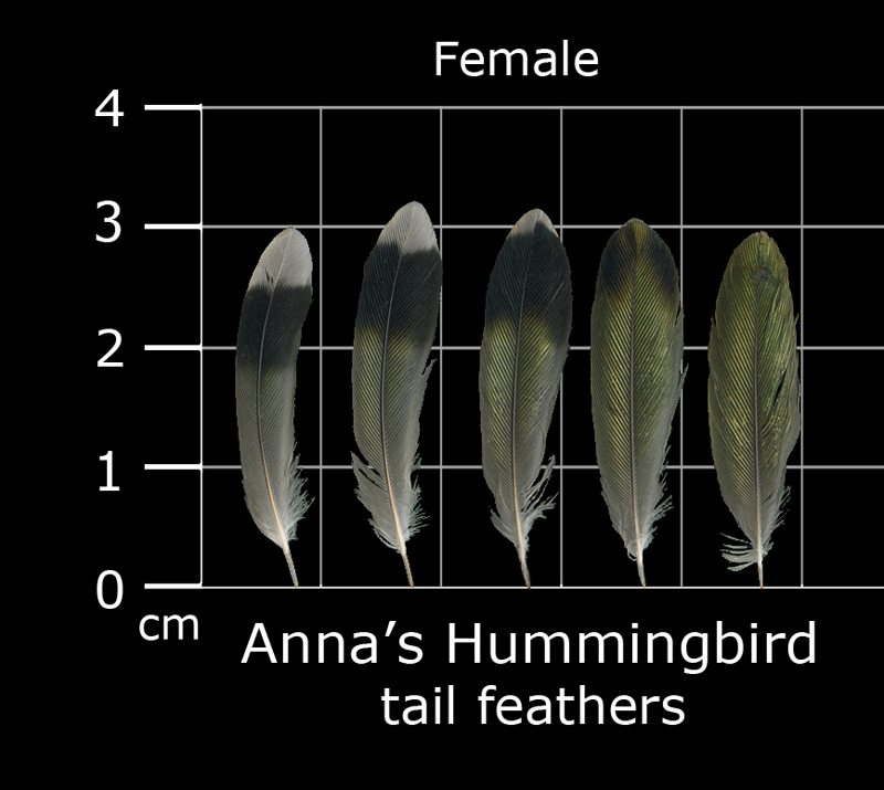 The Feather Atlas - Feather Identification and Scans - U.S. Fish and ...