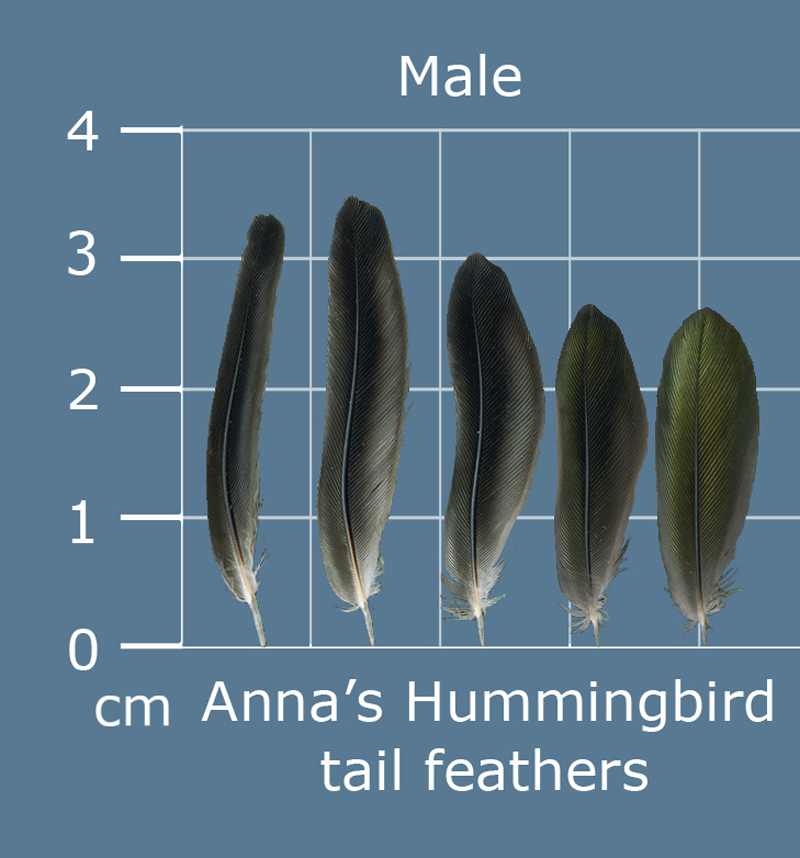 The Feather Atlas - Feather Identification and Scans - U.S. Fish and ...