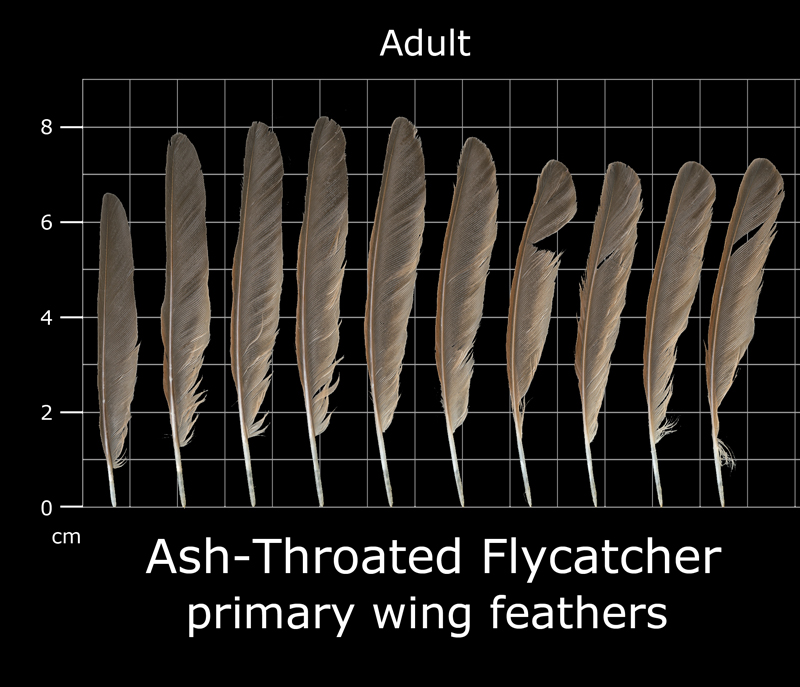 The Feather Atlas - Feather Identification and Scans - U.S. Fish and ...