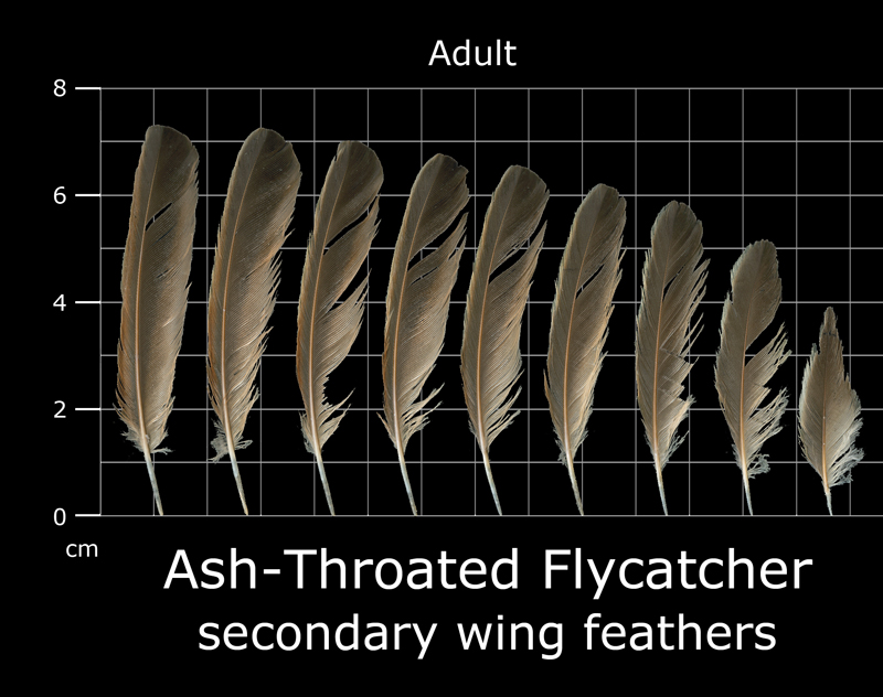 The Feather Atlas - Feather Identification and Scans - U.S. Fish and ...