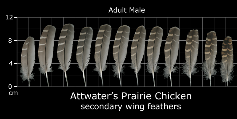 The Feather Atlas - Feather Identification and Scans - U.S. Fish and ...