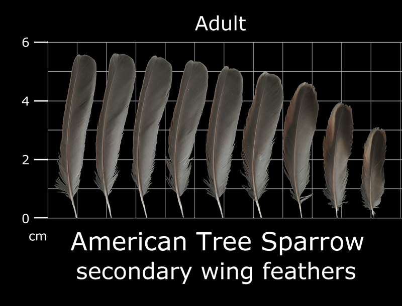 The Feather Atlas - Feather Identification and Scans - U.S. Fish and ...