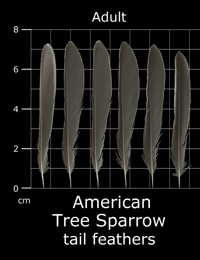 The Feather Atlas - Feather Identification and Scans - U.S. Fish and ...