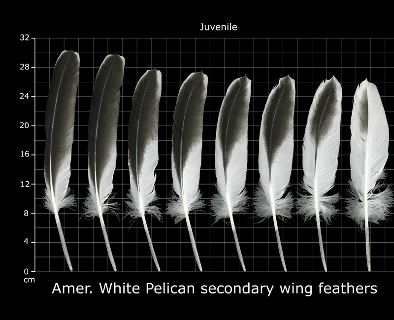 Pelican Feathers