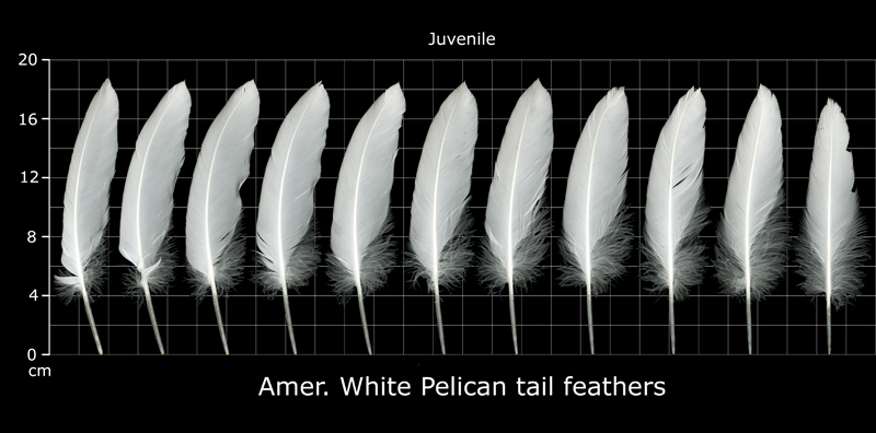 Pelican Feathers
