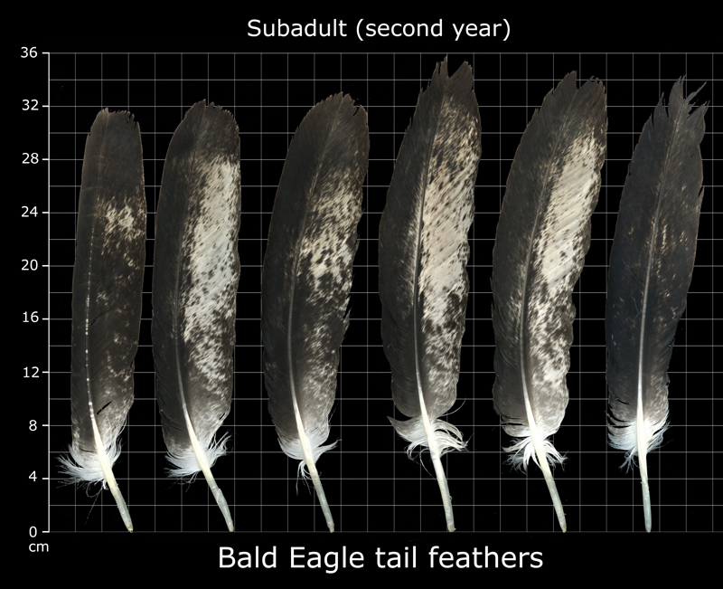 The Feather Atlas - Feather Identification and Scans - U.S. Fish and ...