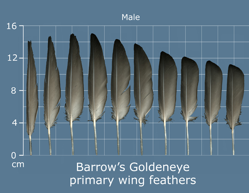 The Feather Atlas - Feather Identification and Scans - U.S. Fish and ...