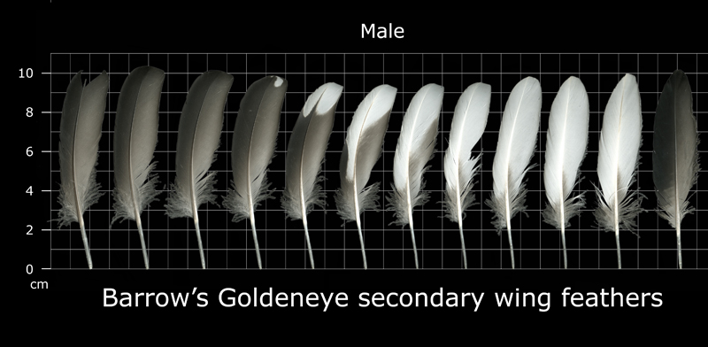 The Feather Atlas - Feather Identification and Scans - U.S. Fish and ...