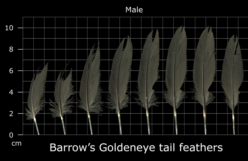 The Feather Atlas - Feather Identification and Scans - U.S. Fish and ...