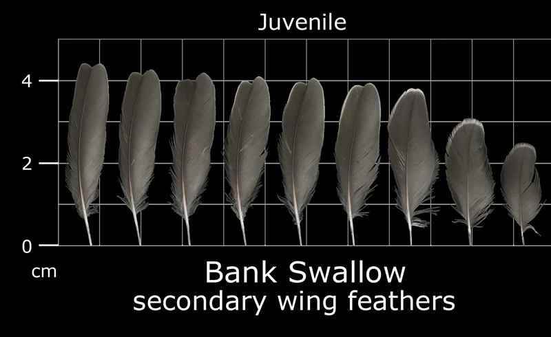 The Feather Atlas - Feather Identification and Scans - U.S. Fish and ...