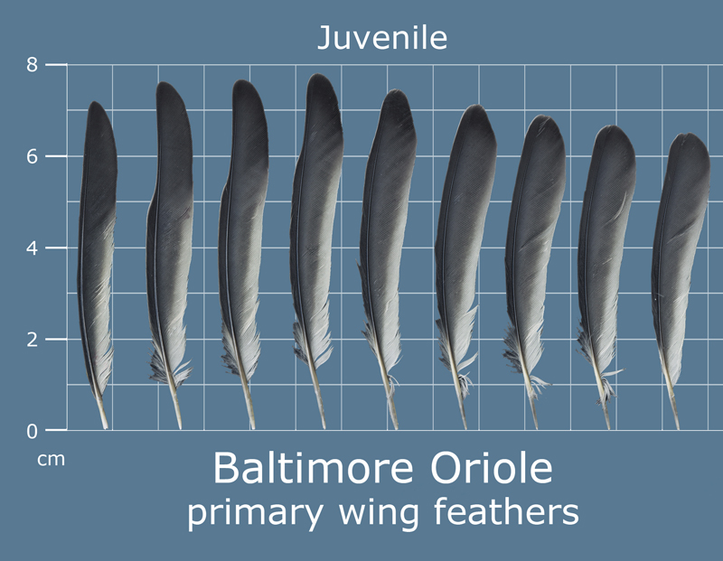The Feather Atlas - Feather Identification and Scans - U.S. Fish and ...