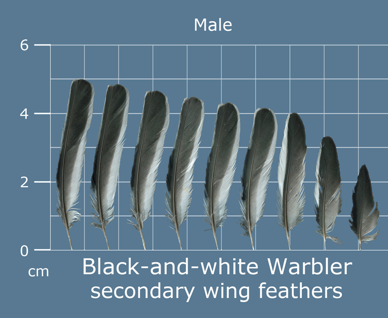 The Feather Atlas - Feather Identification and Scans - U.S. Fish and ...