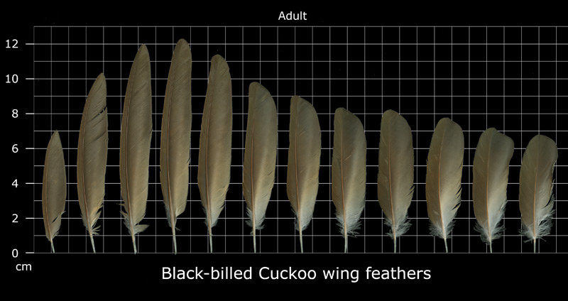 The Feather Atlas - Feather Identification and Scans - U.S. Fish and ...