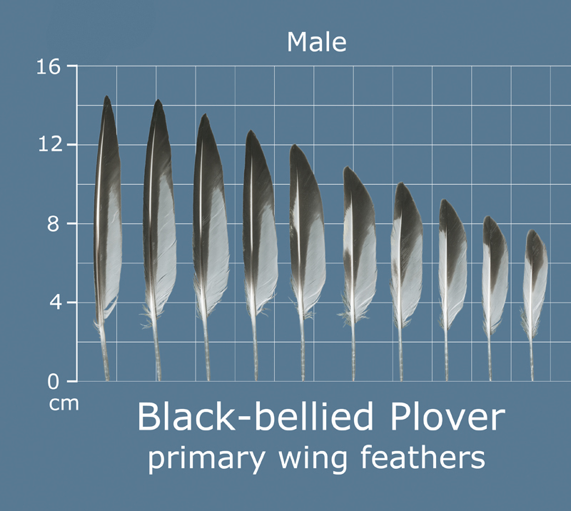 The Feather Atlas - Feather Identification and Scans - U.S. Fish and ...