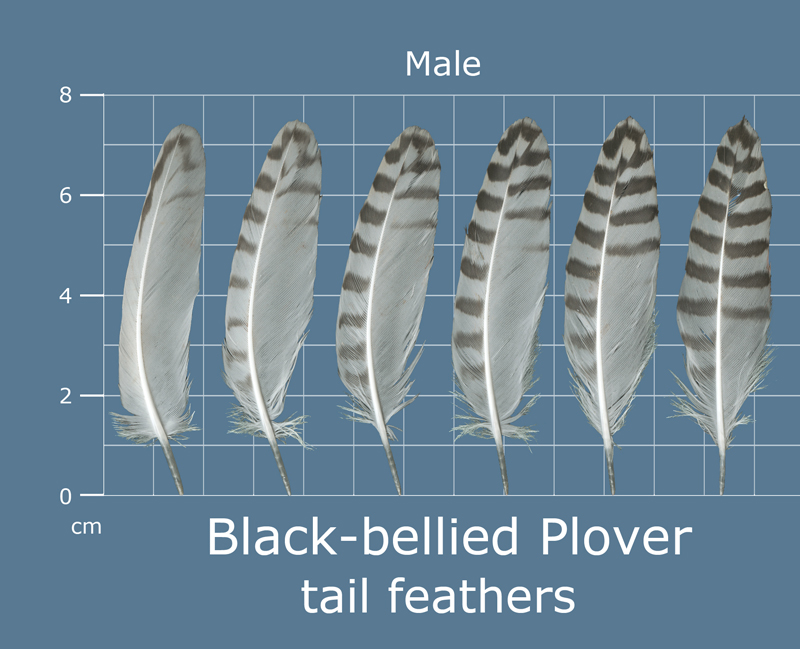 The Feather Atlas - Feather Identification and Scans - U.S. Fish and ...