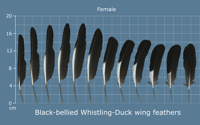 The Feather Atlas - Feather Identification and Scans - U.S. Fish and ...