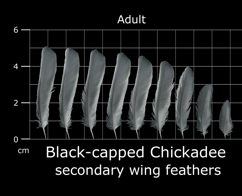 The Feather Atlas - Feather Identification and Scans - U.S. Fish and Wildlife Service Forensics ...