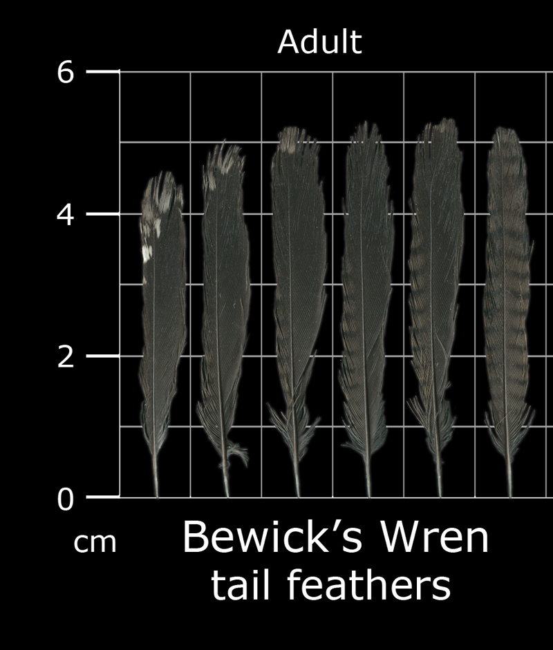 The Feather Atlas - Feather Identification and Scans - U.S. Fish and ...