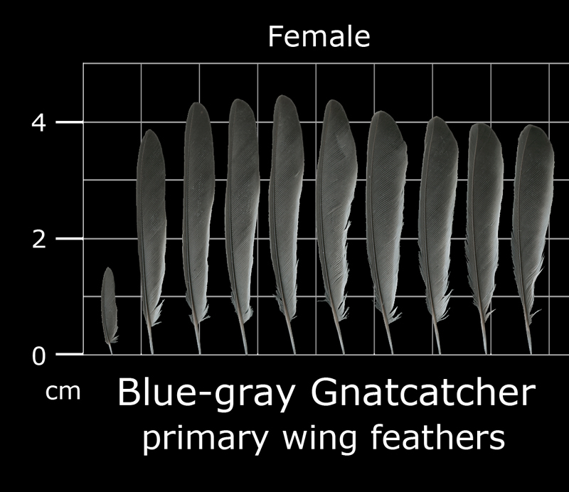 The Feather Atlas - Feather Identification and Scans - U.S. Fish and ...