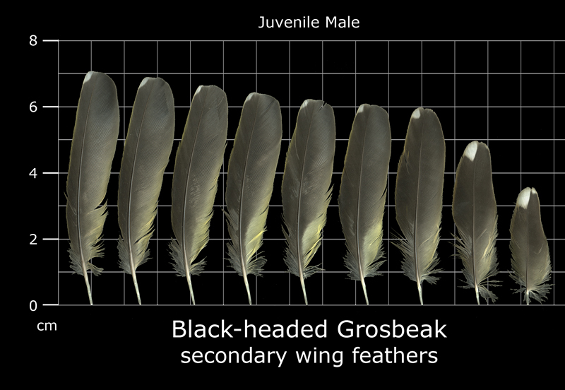 The Feather Atlas - Feather Identification and Scans - U.S. Fish and ...