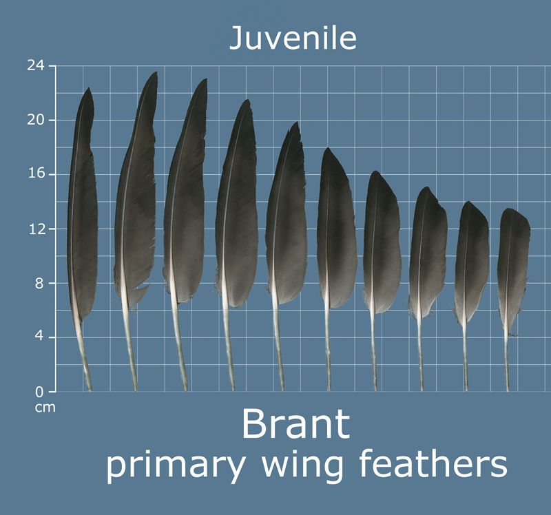 The Feather Atlas - Feather Identification and Scans - U.S. Fish and ...