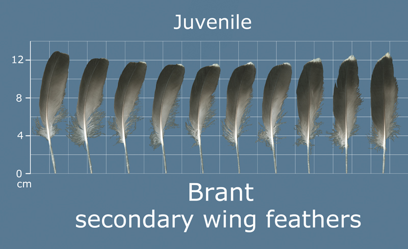 The Feather Atlas - Feather Identification and Scans - U.S. Fish and ...