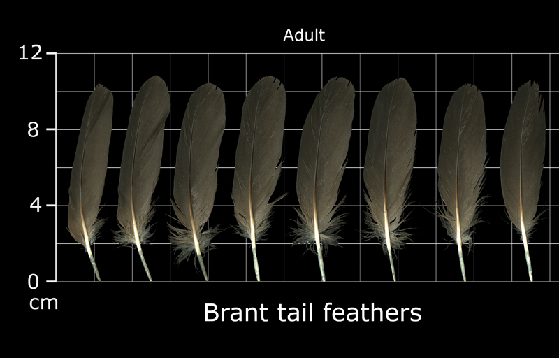 The Feather Atlas - Feather Identification and Scans - U.S. Fish and ...