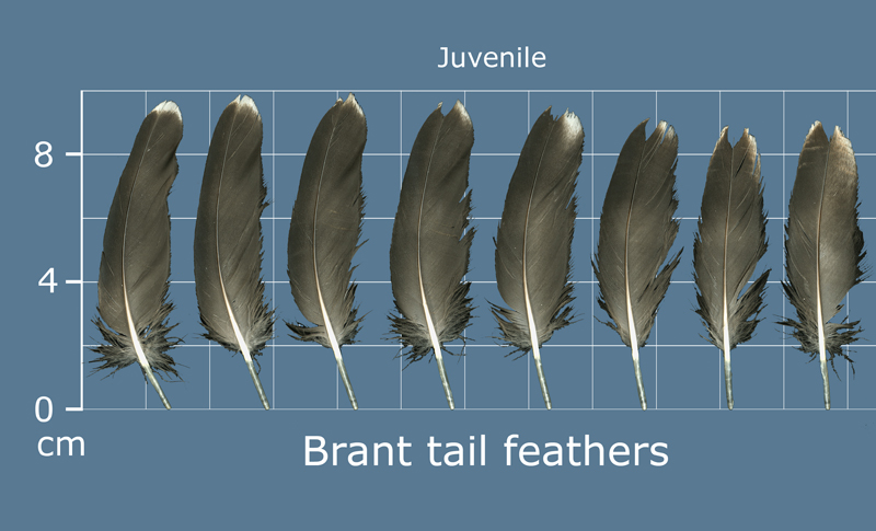 The Feather Atlas - Feather Identification and Scans - U.S. Fish and ...