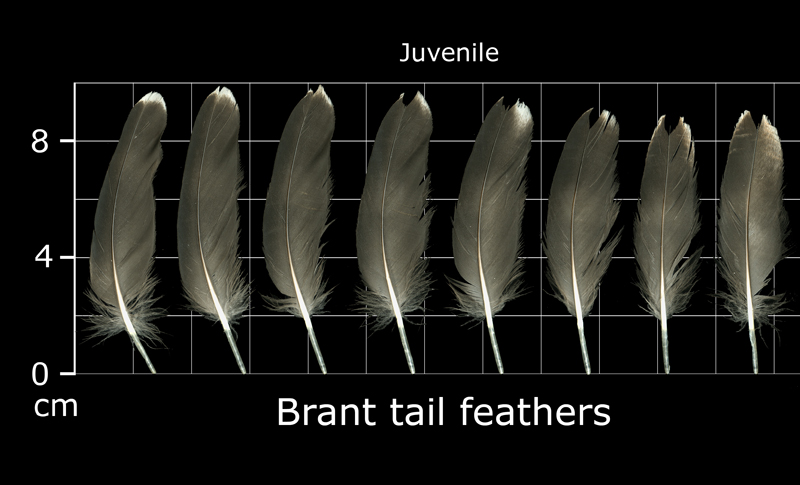 The Feather Atlas - Feather Identification and Scans - U.S. Fish and ...