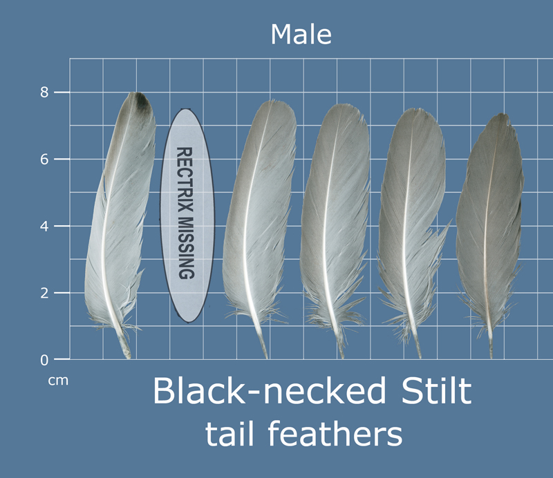 The Feather Atlas - Feather Identification and Scans - U.S. Fish and ...