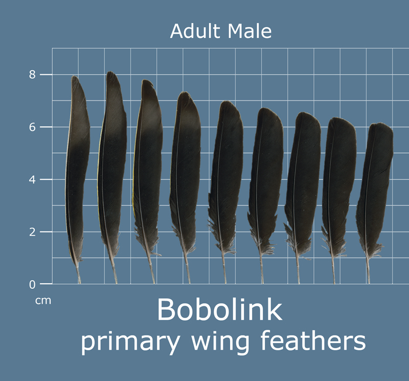 The Feather Atlas - Feather Identification and Scans - U.S. Fish and ...