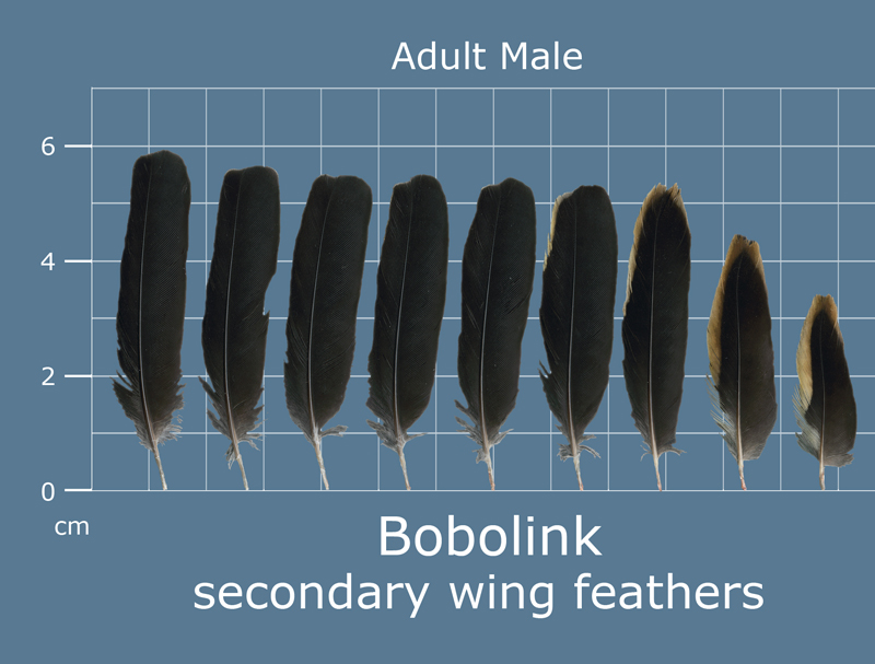 The Feather Atlas - Feather Identification and Scans - U.S. Fish and ...