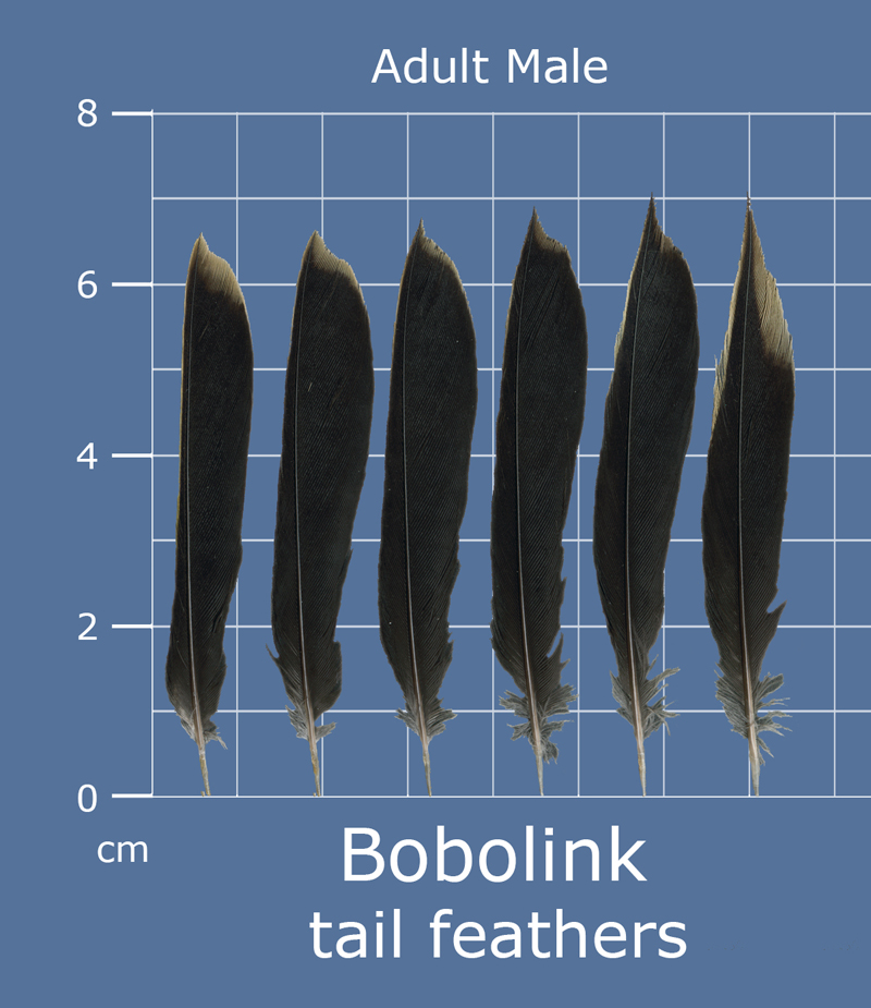 The Feather Atlas - Feather Identification and Scans - U.S. Fish and ...