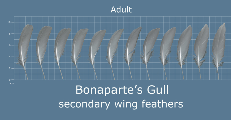 The Feather Atlas - Feather Identification and Scans - U.S. Fish and ...