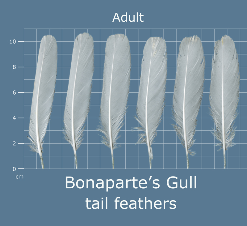 The Feather Atlas - Feather Identification and Scans - U.S. Fish and ...