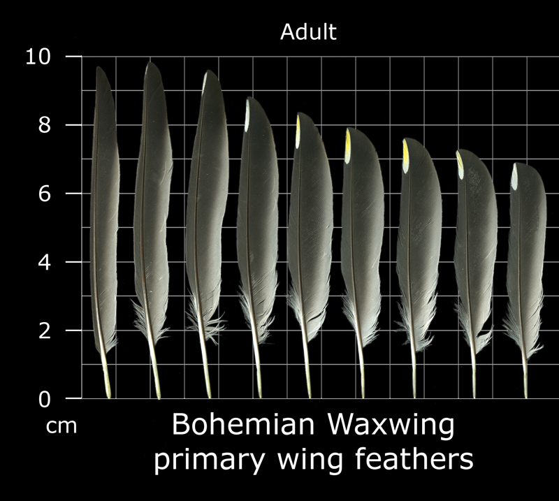 The Feather Atlas - Feather Identification and Scans - U.S. Fish and ...