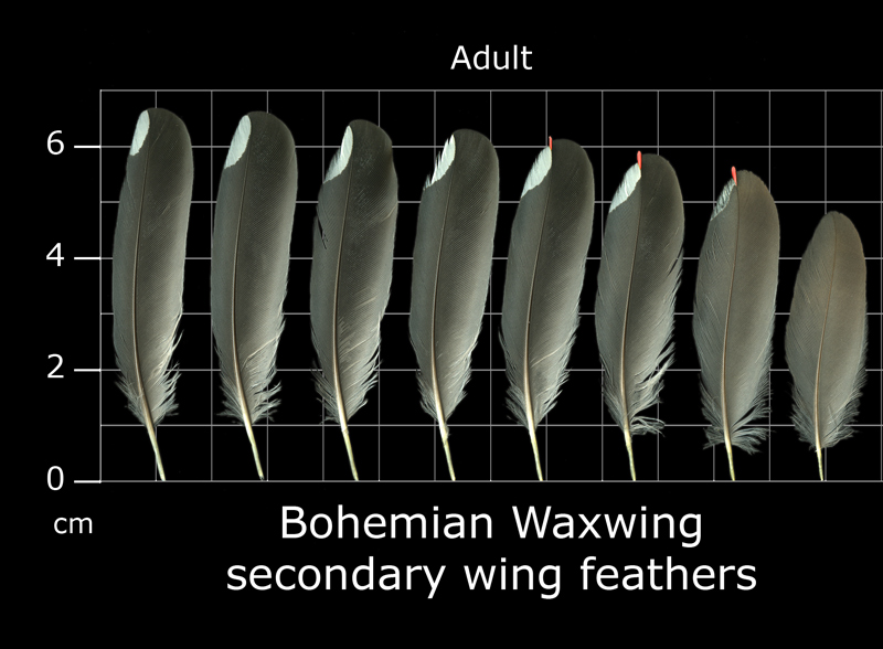 The Feather Atlas - Feather Identification and Scans - U.S. Fish and ...