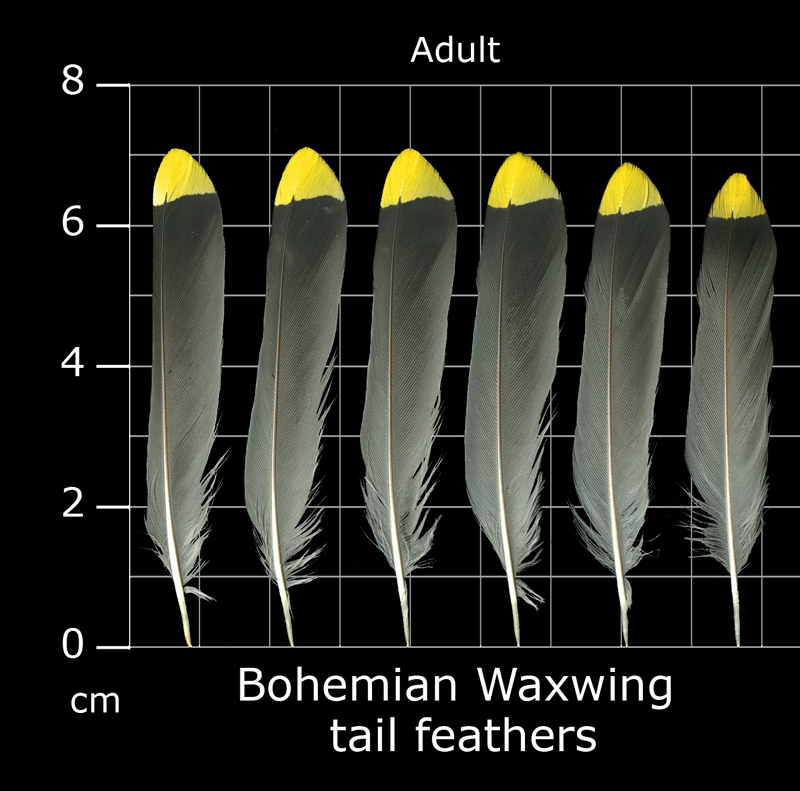 The Feather Atlas - Feather Identification and Scans - U.S. Fish and ...