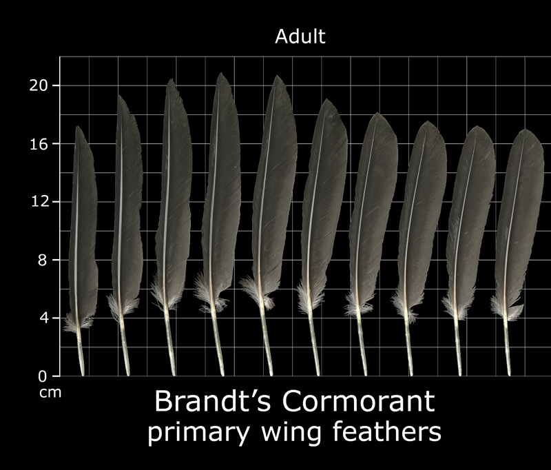 Cormorant Feathers