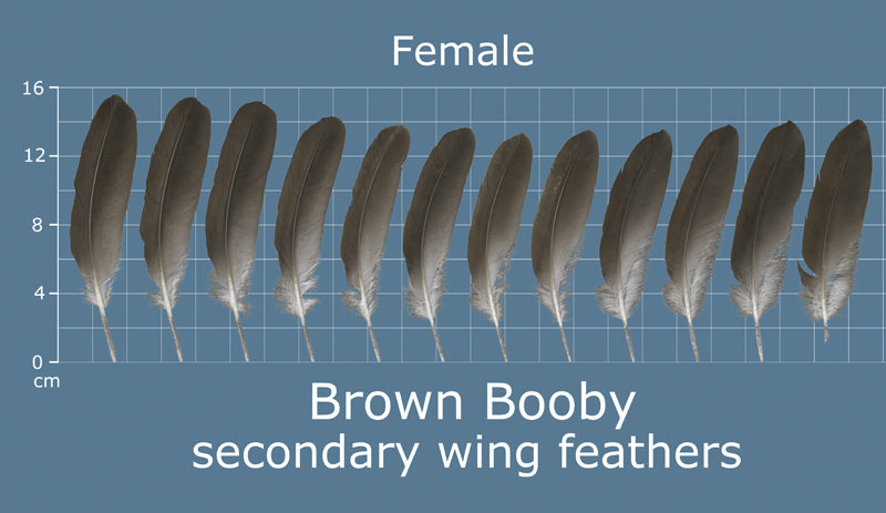 The Feather Atlas - Feather Identification and Scans - U.S. Fish and ...