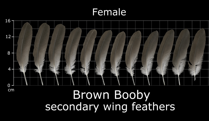 The Feather Atlas - Feather Identification and Scans - U.S. Fish and ...