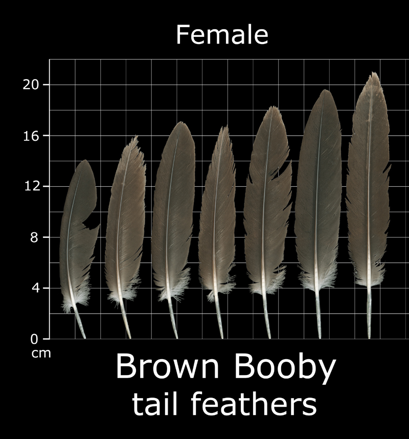 The Feather Atlas - Feather Identification and Scans - U.S. Fish and ...